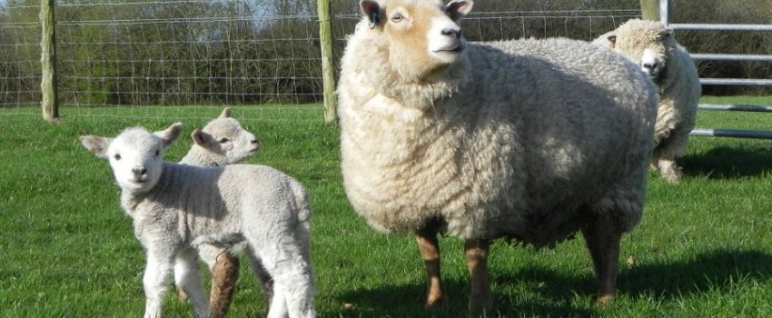 North End Farm - Red Ruby Devon beef, lamb, pork, free range eggs